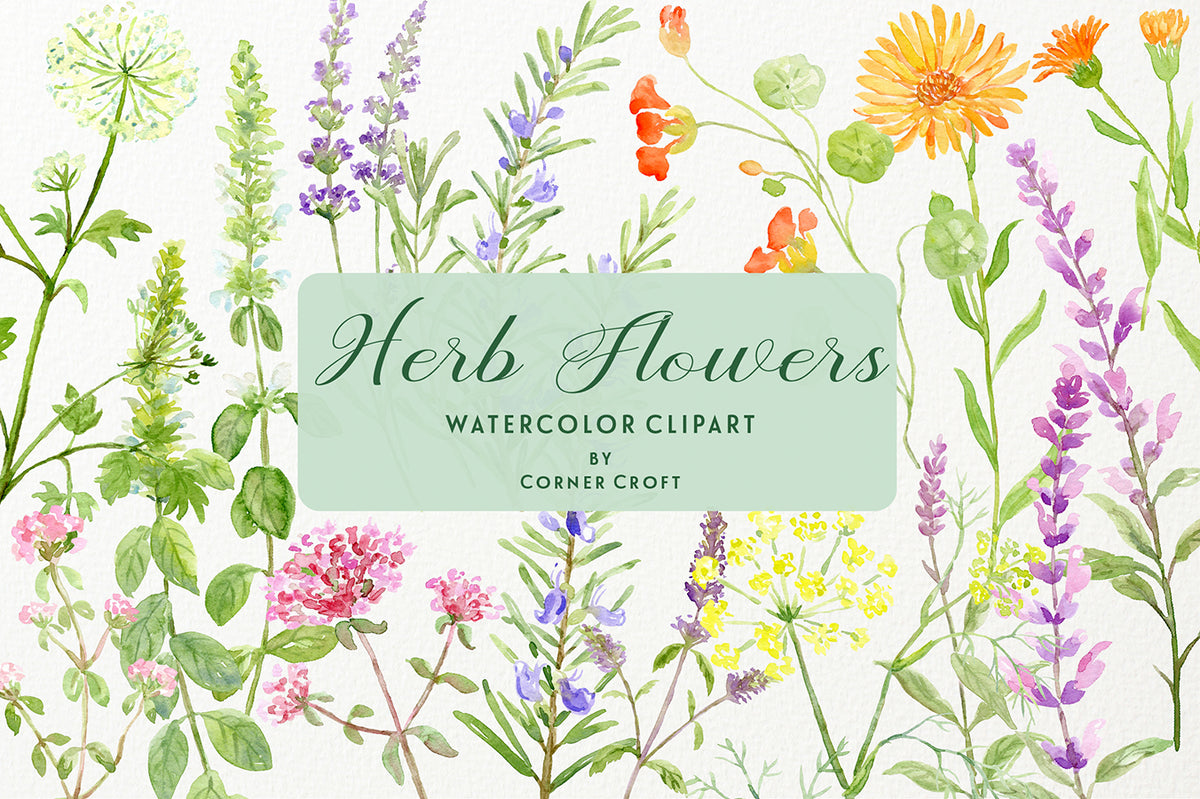 Herb Clip Art, Watercolor clipart herb collections, variety of herbs ...