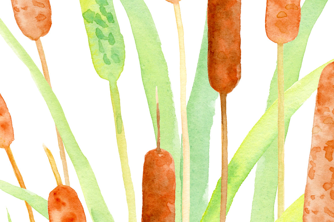 Watercolor Clip Art Cattail (Typha), bulrush, seed head and leaves ...